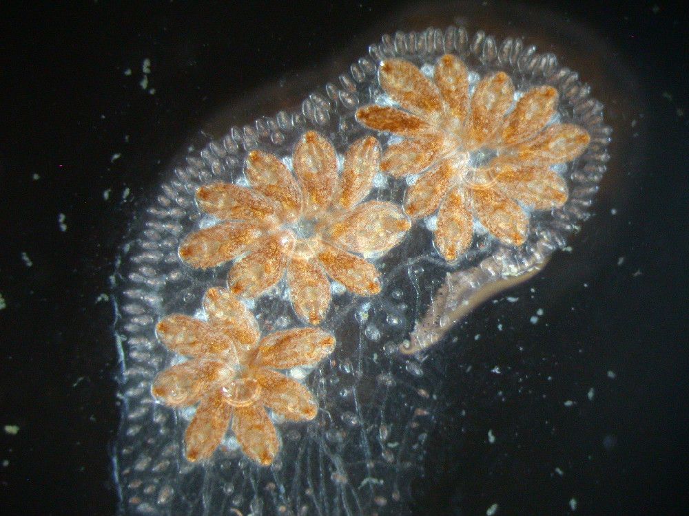 Our Bizarre Relatives: A Sea Squirt Family Album | Live Science