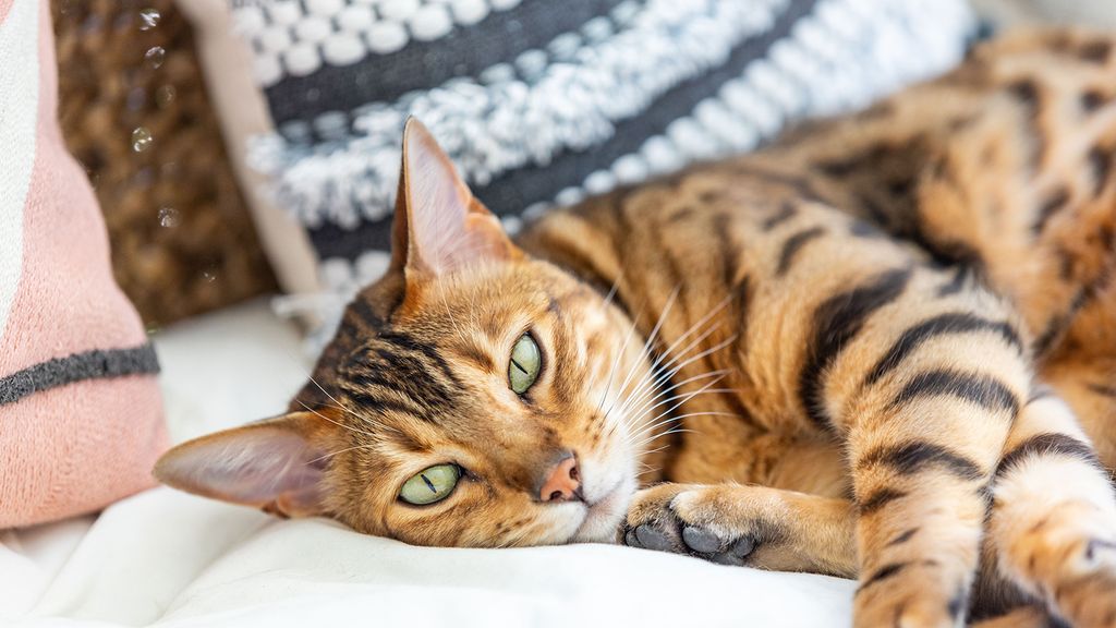 17 fascinating facts about Bengal cats | PetsRadar