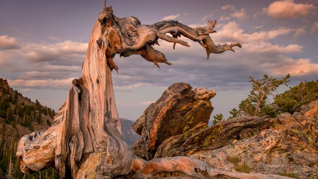 The oldest tree in the world (and the 7 runner-ups) | Live Science