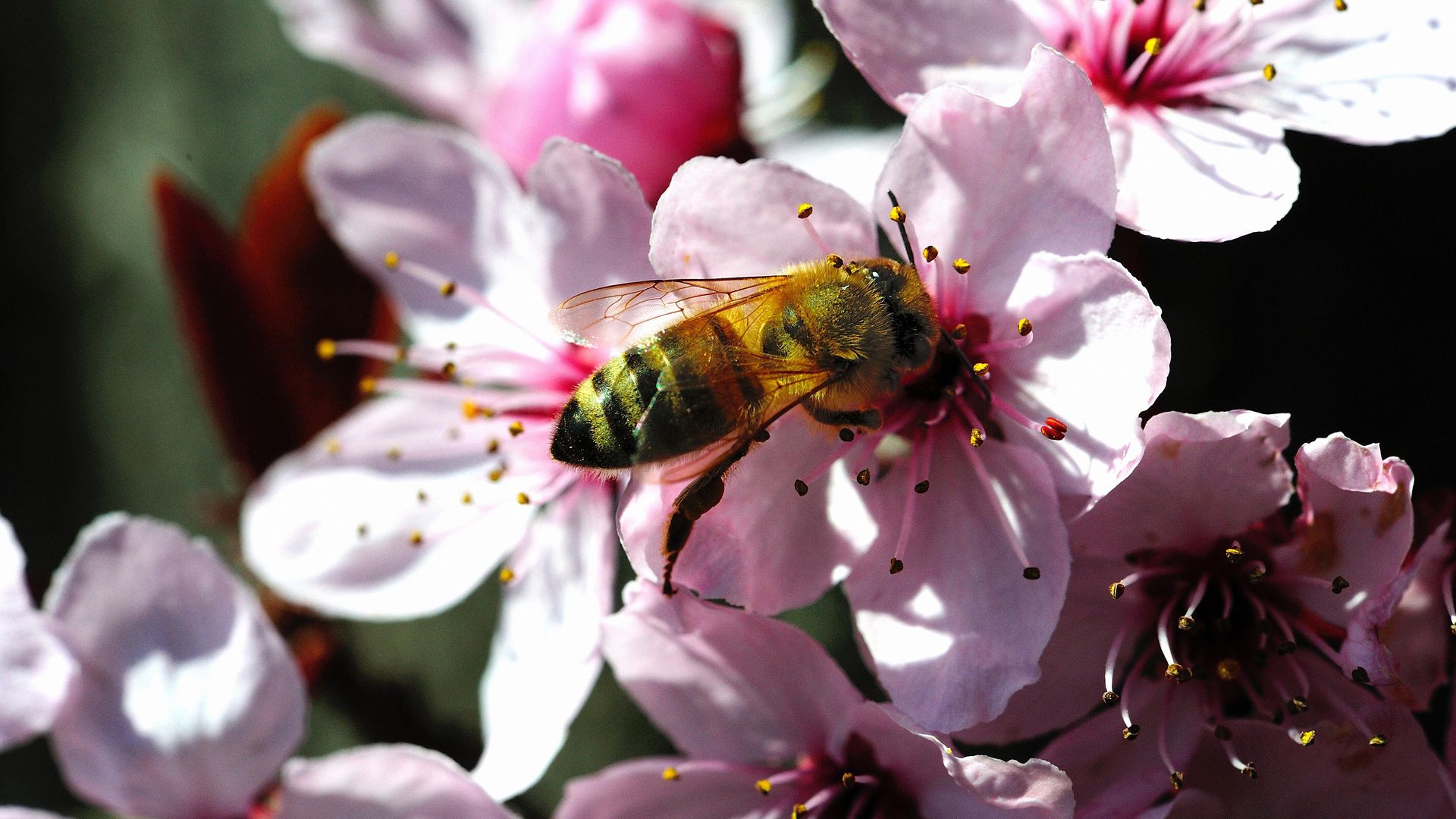 Beginner beekeeping is the new craze among gardeners | Gardeningetc