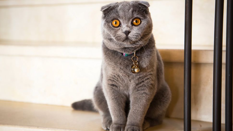 32 best cats for introverts | PetsRadar