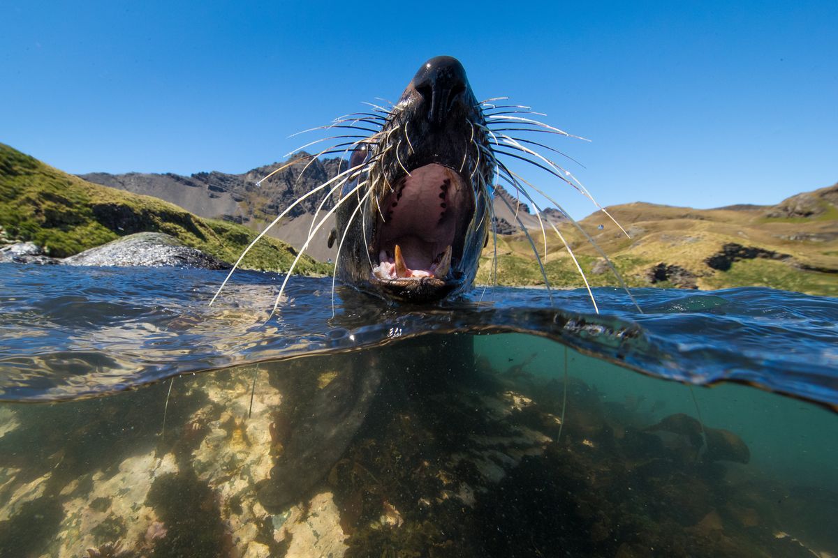 NatGeo Launching Season Two of Digital Series ‘Wild Life’ | Next TV