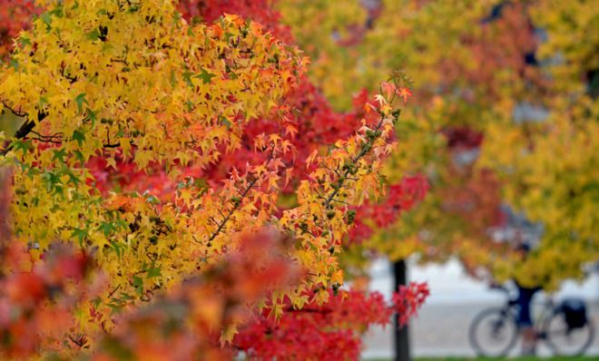 The science of autumn colors | The Week
