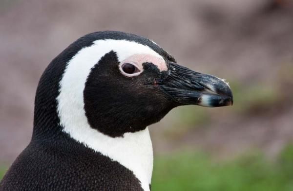 Photos of Flightless Birds: All 18 Penguin Species | Live Science