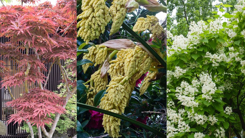 Best low-maintenance trees to make a backyard look expensive | Homes ...