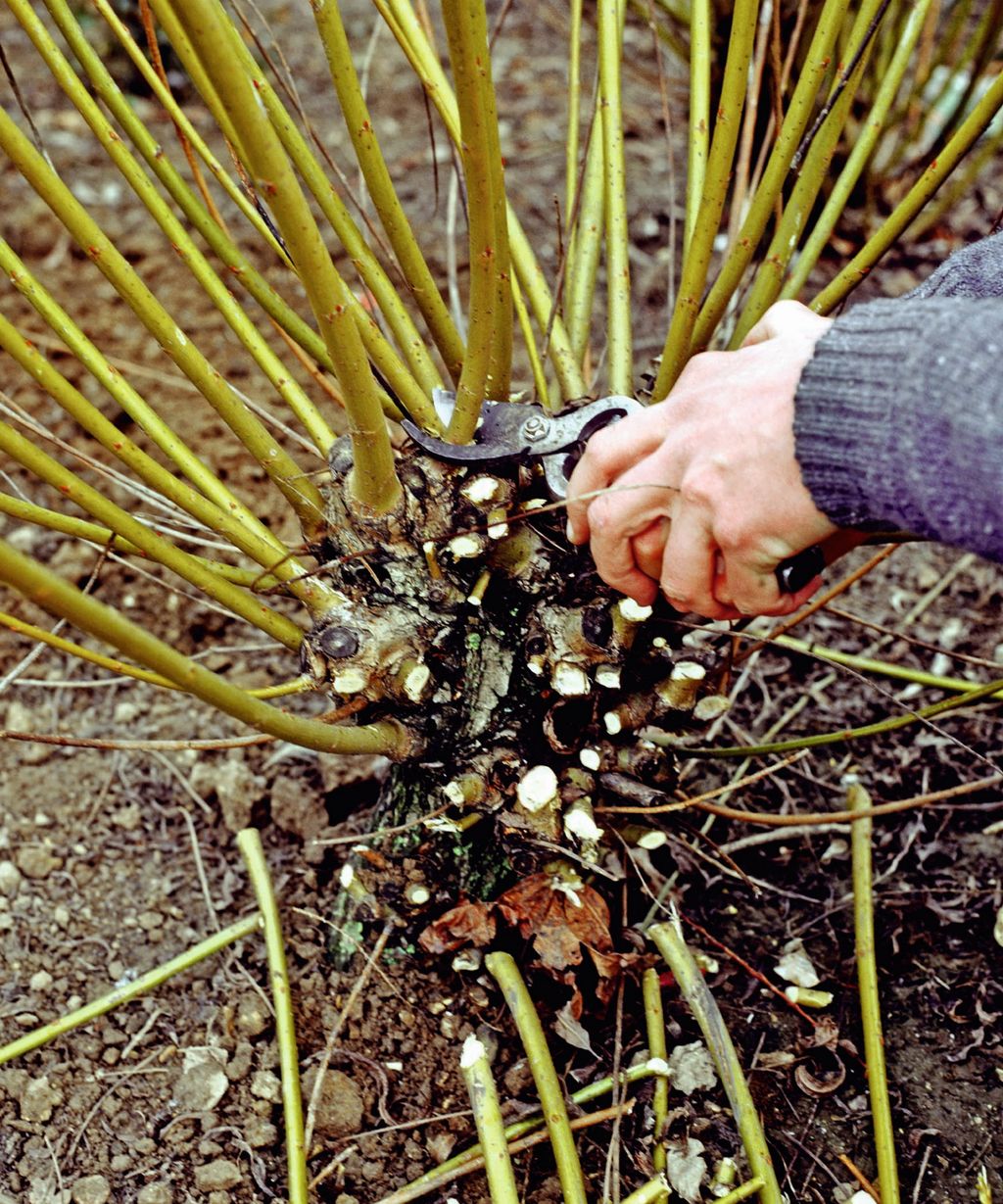 An expert guide to coppicing and the most suitable trees | Homes and ...