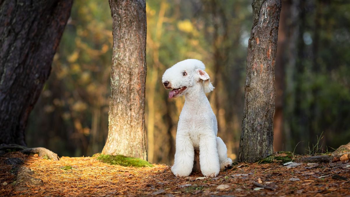 Unusual dog breeds that will stop you in your tracks | PetsRadar