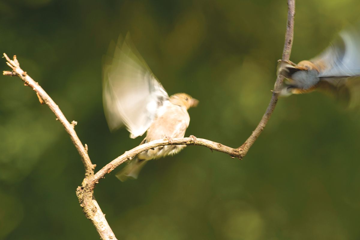 Home photography ideas: Backyard bird photos – freeze or blur motion ...