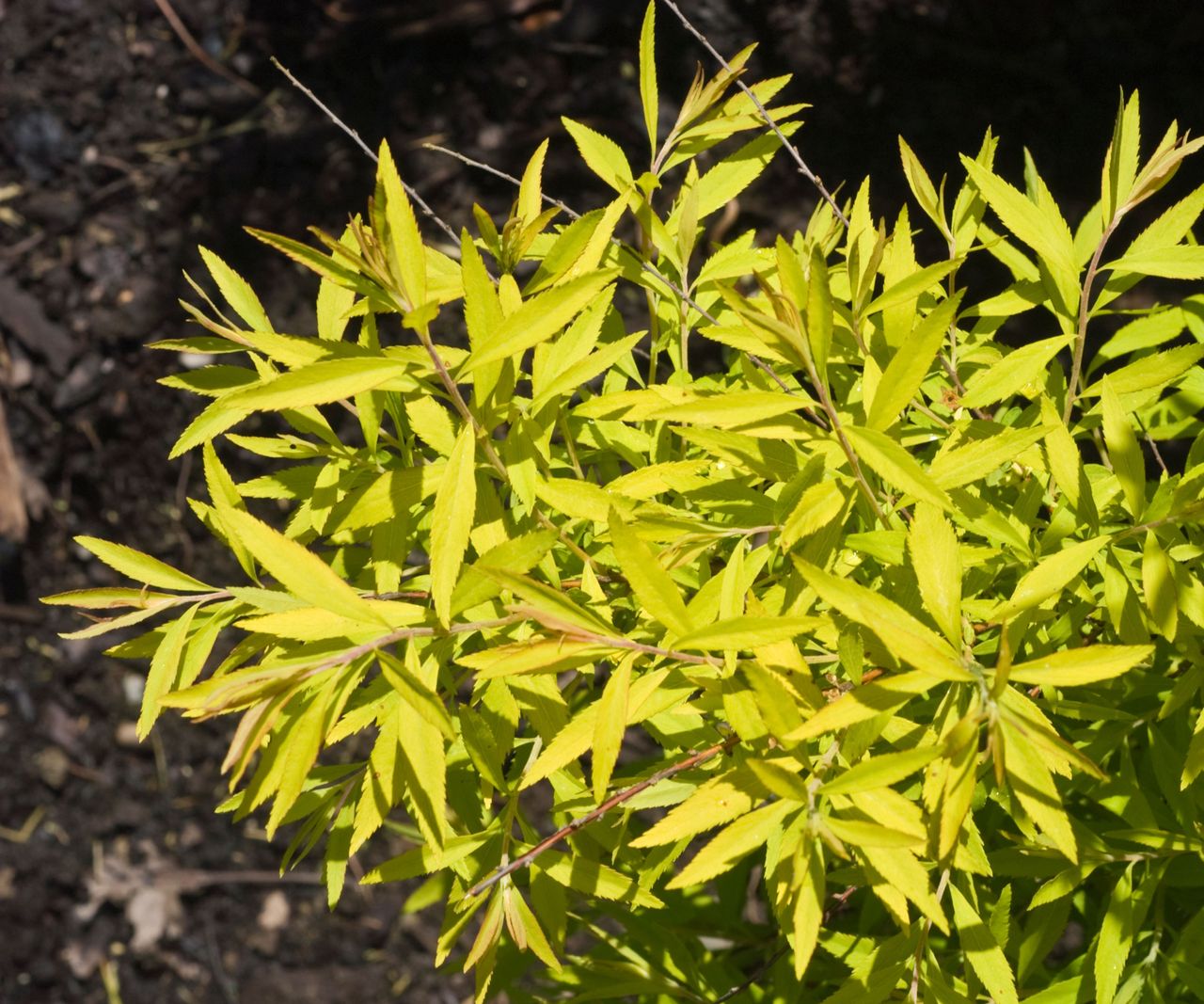 10 of the best spiraea varieties and where to buy them | Homes and Gardens