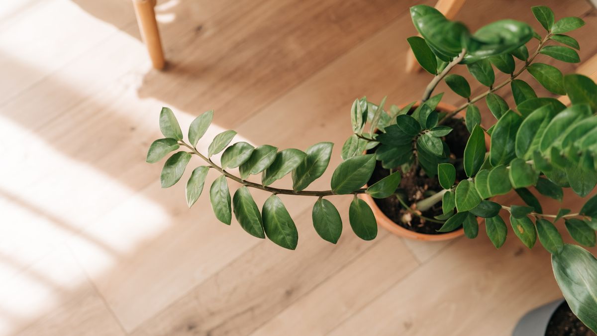 Why is my ZZ plant drooping? Experts reveal 3 common causes | Homes and ...