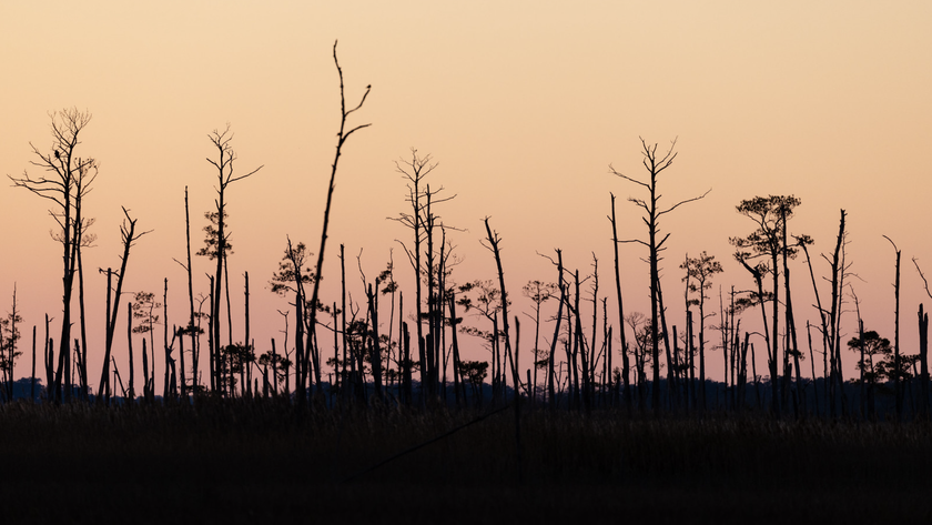 What would happen to Earth if humans went extinct? | Live Science