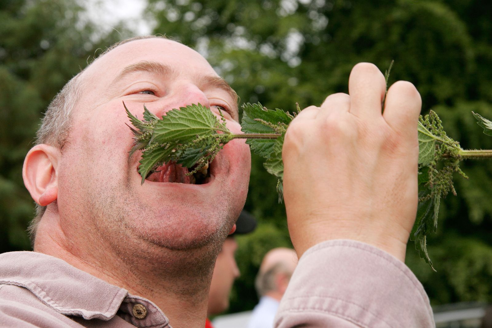 Do Dock Leaves Really Cure Nettle Stings An Expert Forager Explains All Country Life
