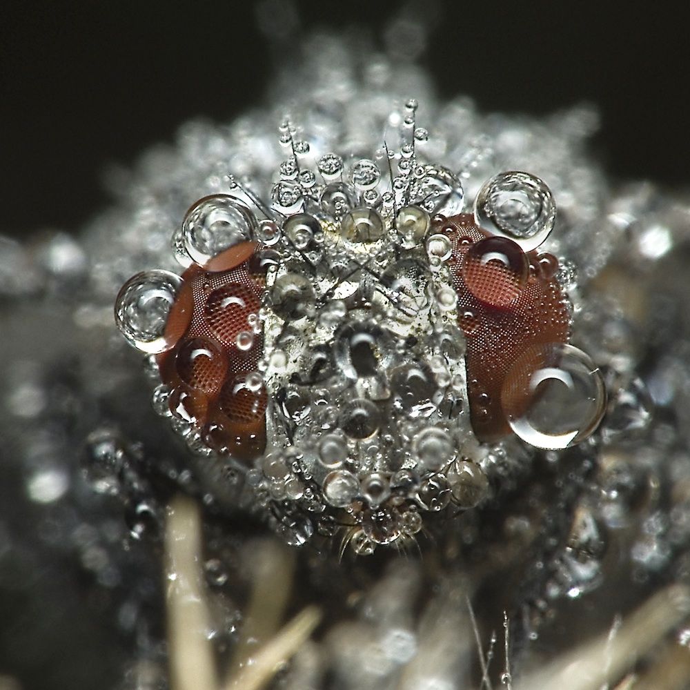 Gallery: Dazzling Photos of Dew-Covered Insects | Live Science