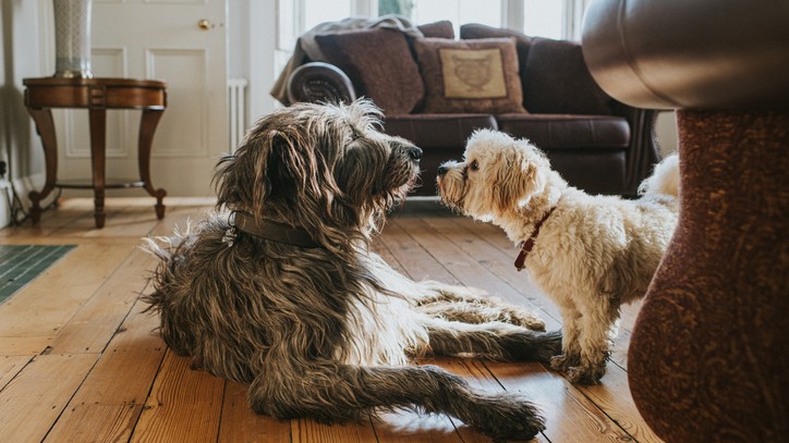 5 calm dog breeds that are ideal for first-time owners | PetsRadar