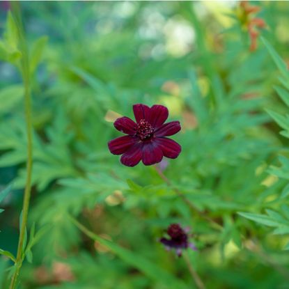 How to deadhead cosmos for seemingly endless flowers | Ideal Home
