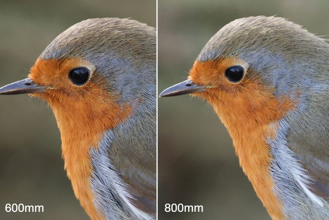 Canon RF 200-800mm f/6.3-9 IS USM review: all hail the new superzoom ...