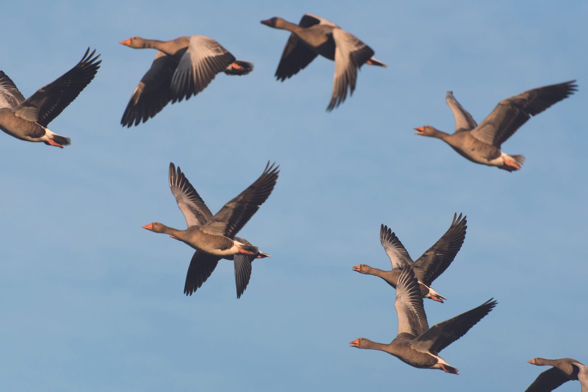 How to photograph flocks of birds | Digital Camera World