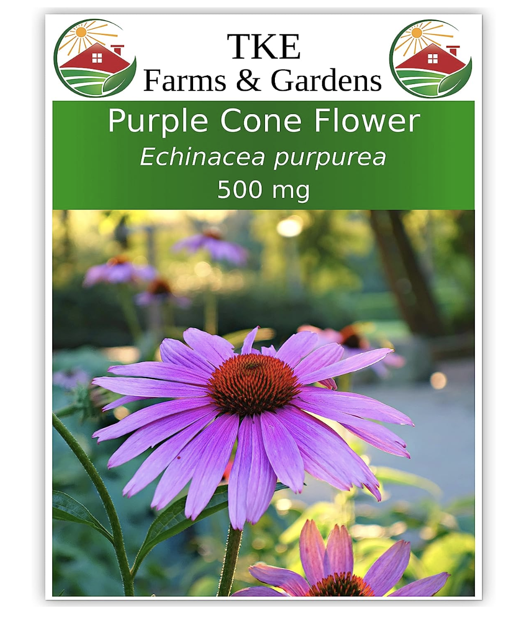 Best plants for full sun – 10 best expert picks | Livingetc