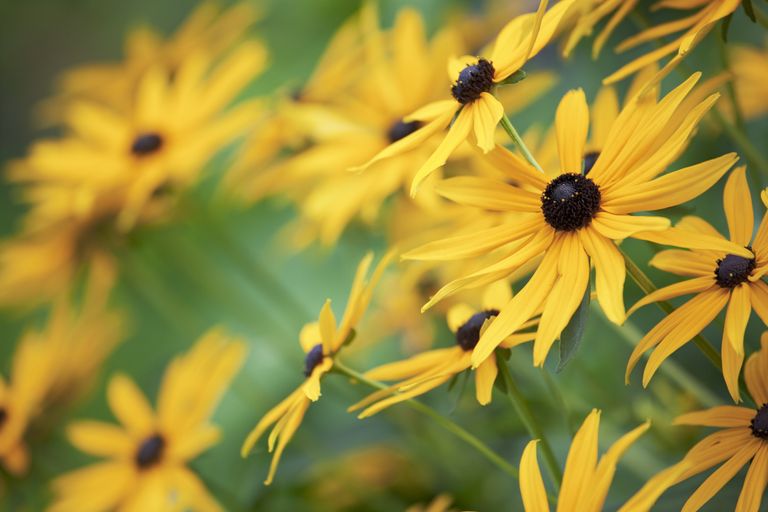 9 fall flowers to plant for autumnal color in your garden | Livingetc