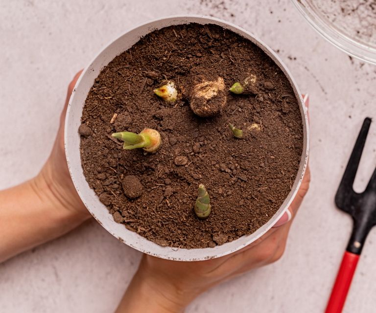 How to grow ginger in pots: Expert tips for successful crop | Homes and ...