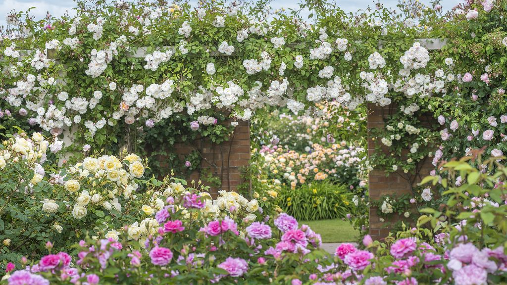 How to plant bare root roses: follow our expert tips | Gardeningetc