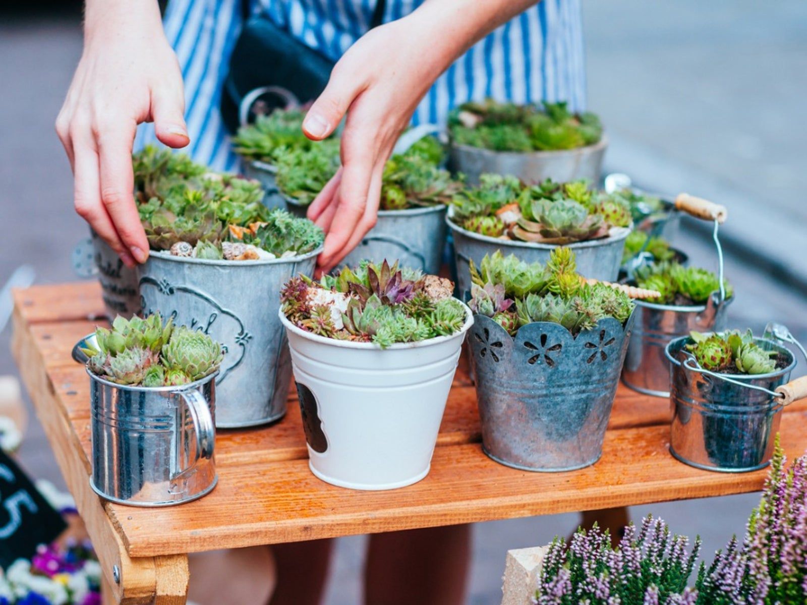 Repotting Succulent Plants: Tips For Repotting Multiple Succulents ...