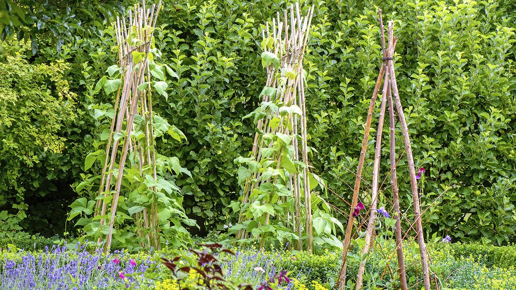 14 Vegetable Trellis Ideas To Maximize Your Garden Harvest | Gardening ...