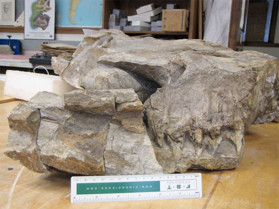 'T. Rex' of the Seas Called First Top Killer | Live Science