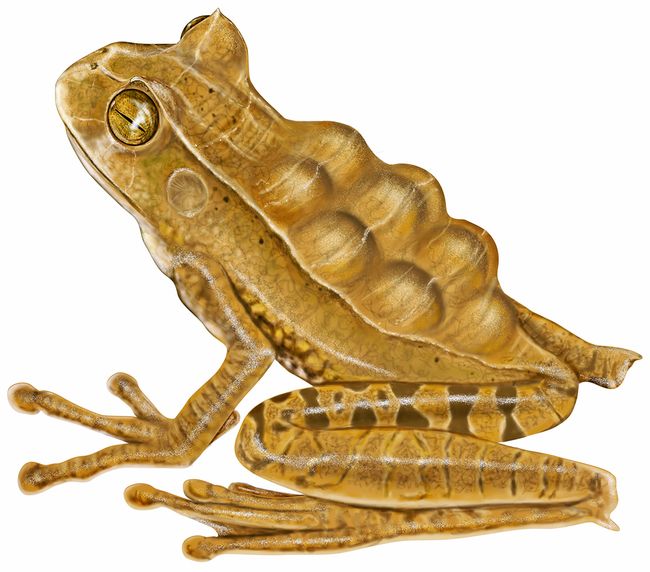 10 Animal Mothers That Carry Babies on Their Backs | Live Science