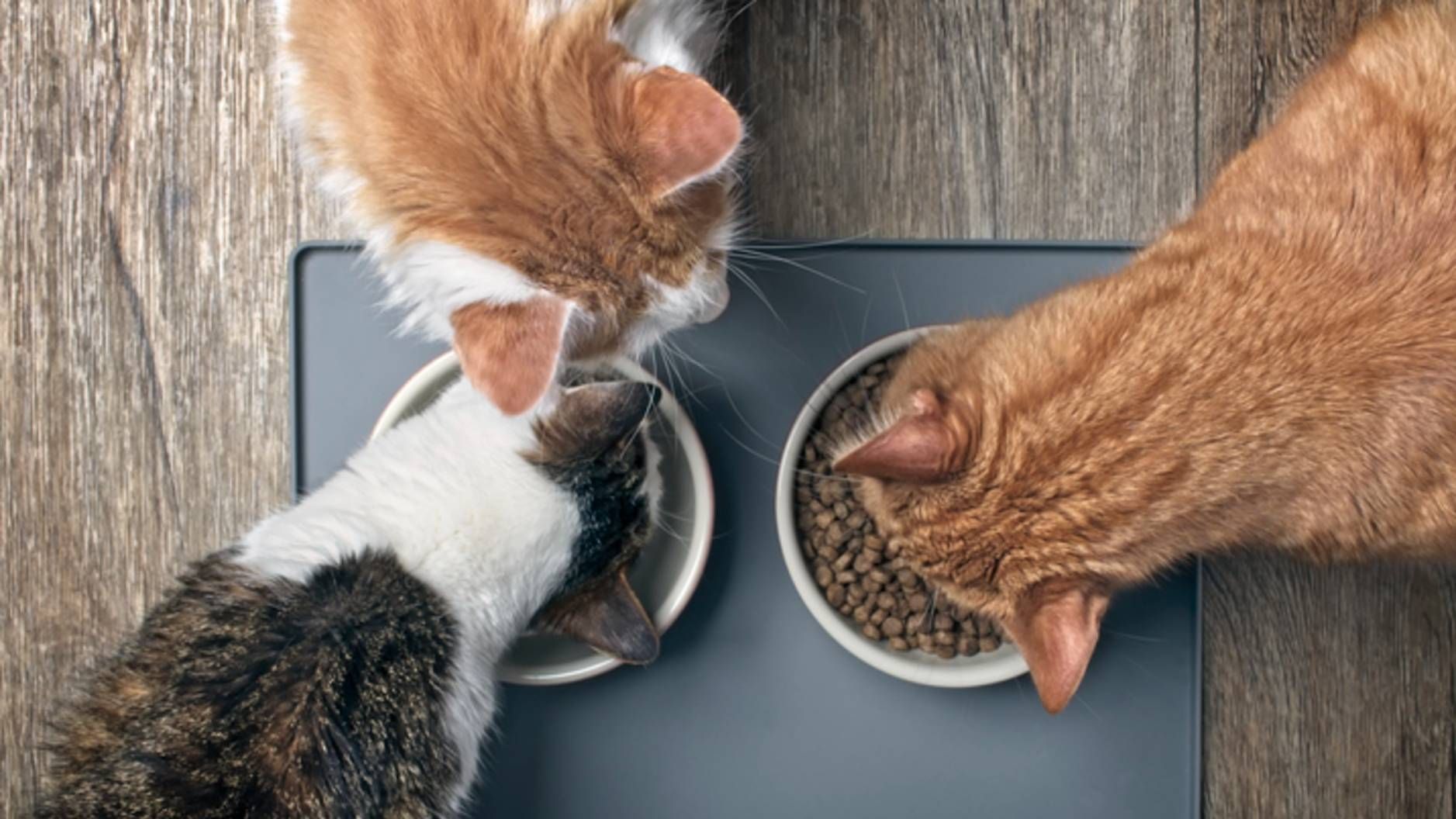 Feeding multiple cats in the same household: How to feed cats ...