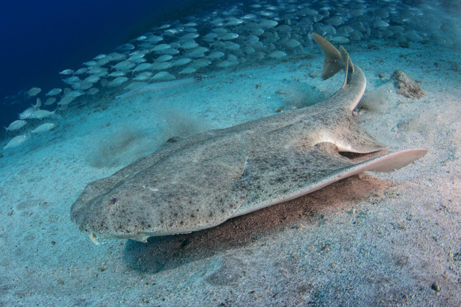 A complete guide to the sharks you'll find in the seas of Britain (and ...