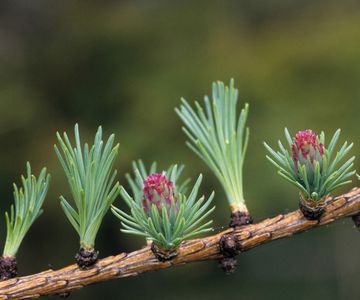 How to grow a tamarack tree: expert advice for colorful conifers ...