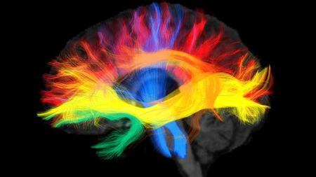 The Amazing Human Brain - News and Scientific Articles on Live Science ...