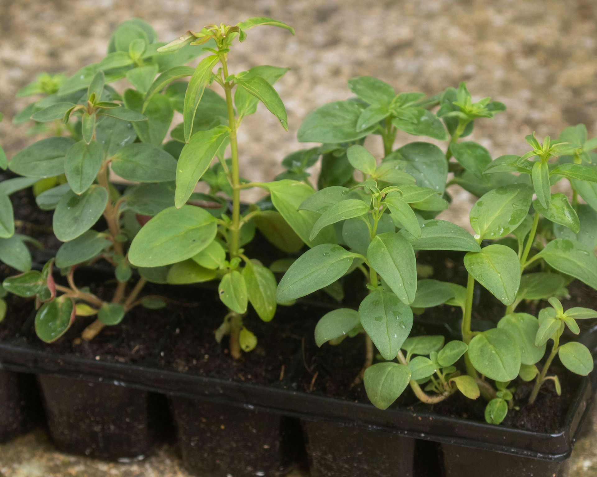 Snapdragons care guide: how to plant and grow antirrhinums | Gardeningetc