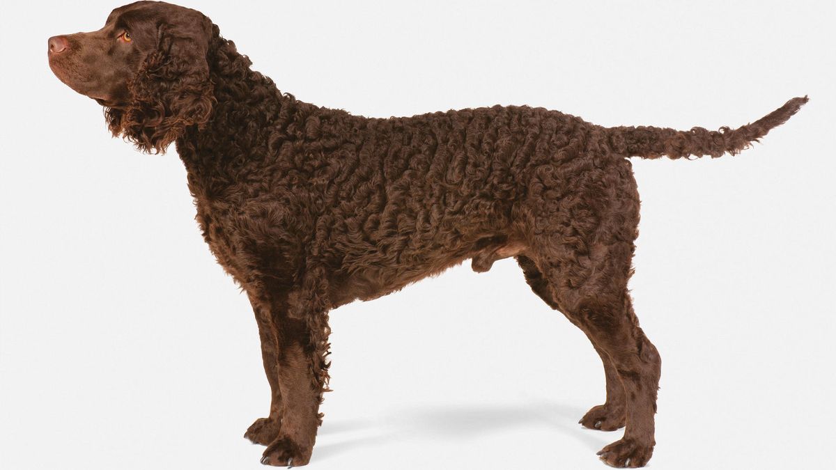 32 things to know about American water spaniels | PetsRadar
