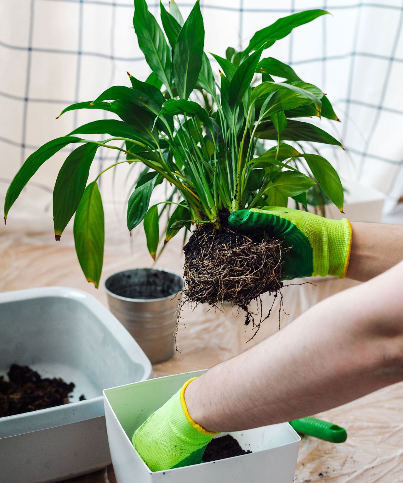 How to propagate a peace lily: 5 easy steps to follow | Homes and Gardens