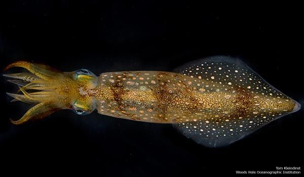 How Squid Hear: It's All in the Motion of the Ocean | Live Science