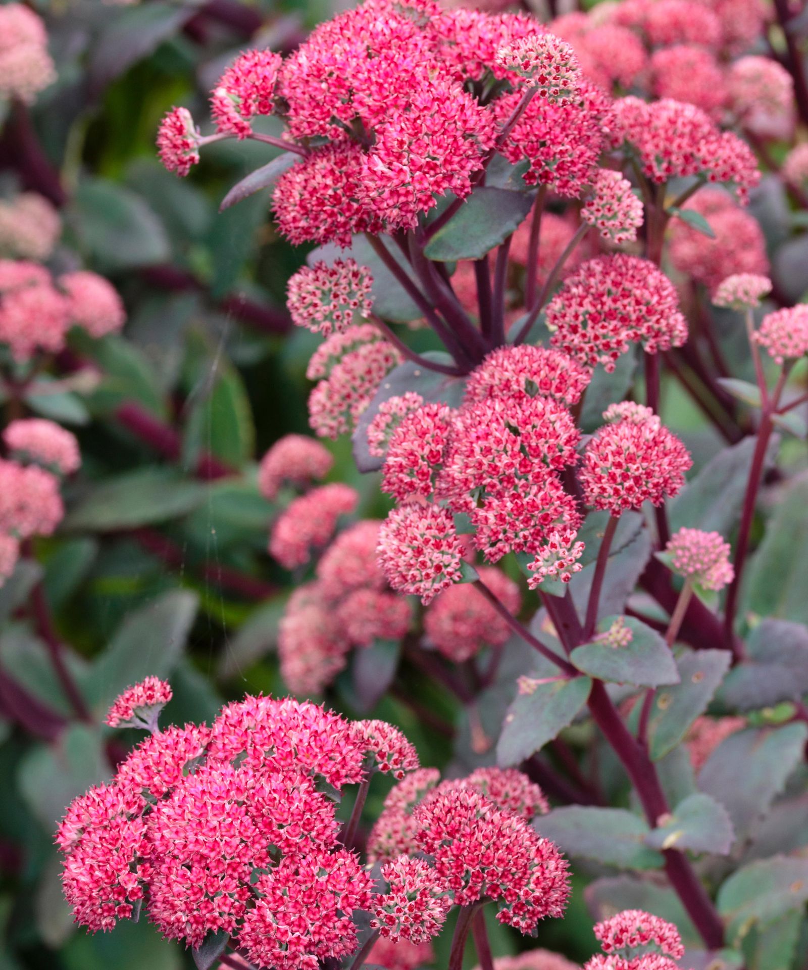 Sedum care and growing guide: how to grow stonecrops | Gardeningetc