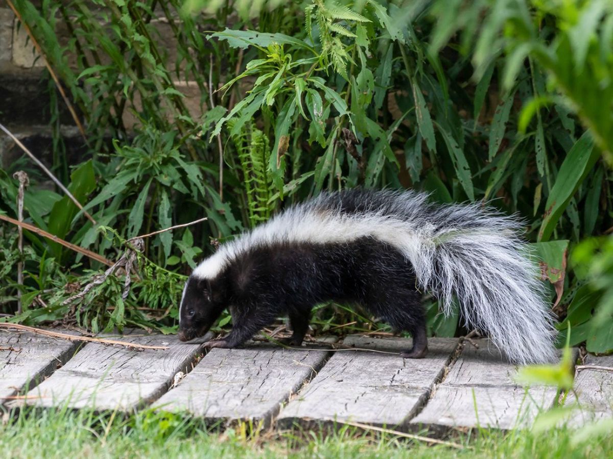 Backyard Wildlife Watching – How To Safely Enjoy Animals In Gardens ...