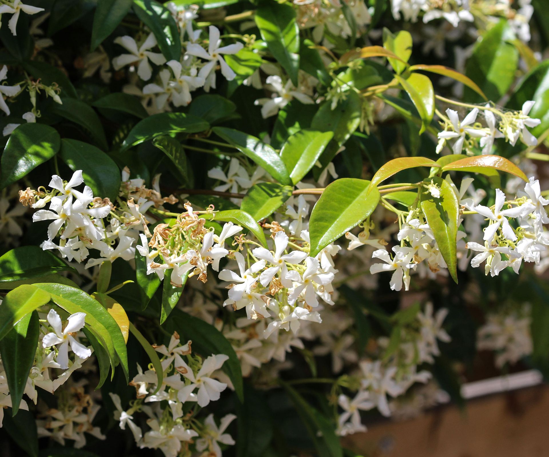How to propagate star jasmine: with expert advice | Homes and Gardens