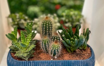 How to make an indoor mini garden | Livingetc