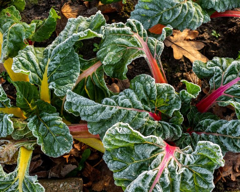 Best winter vegetables to grow: 10 top crops for the cooler season ...