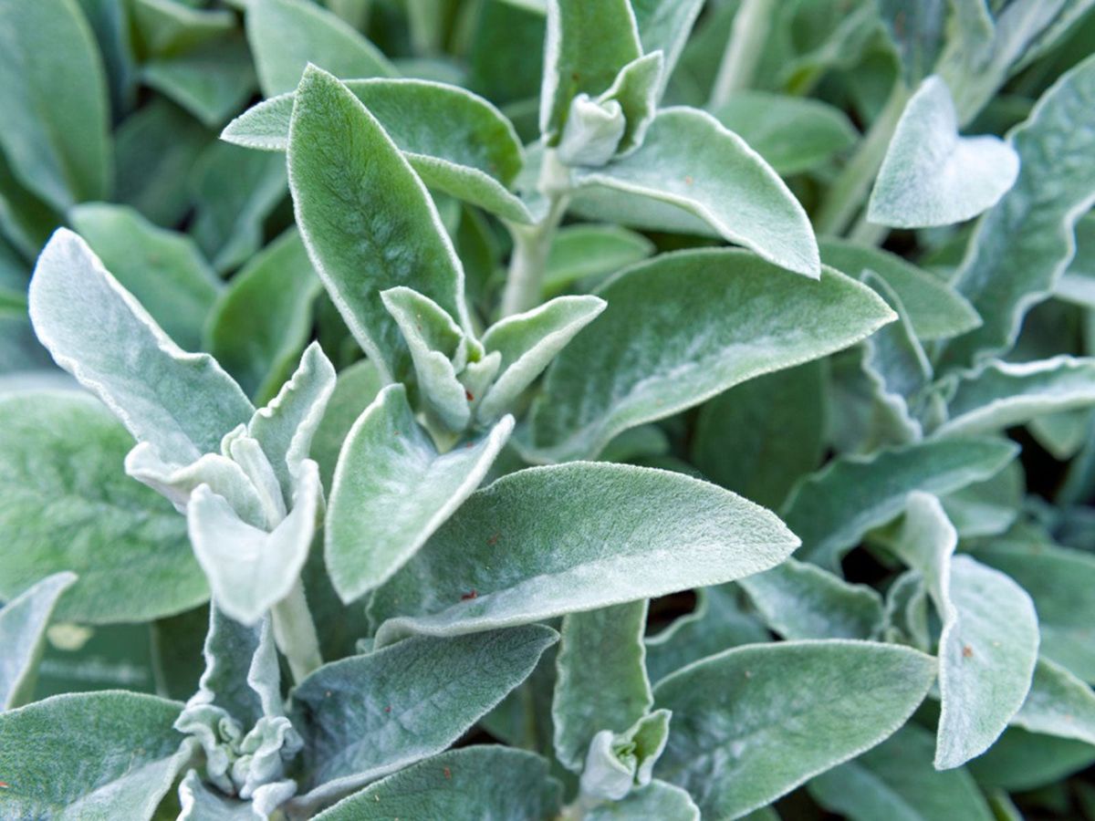 Grow Your Own Toilet Paper – Can You Use Plants As Toilet Paper ...