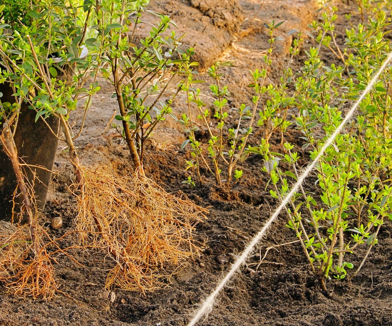 How to plant a hedge and create a beautiful boundary | Homes and Gardens