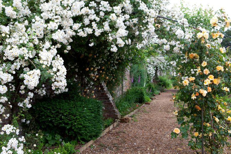Best climbing roses: find the perfect rose for your plot, plus top tips ...