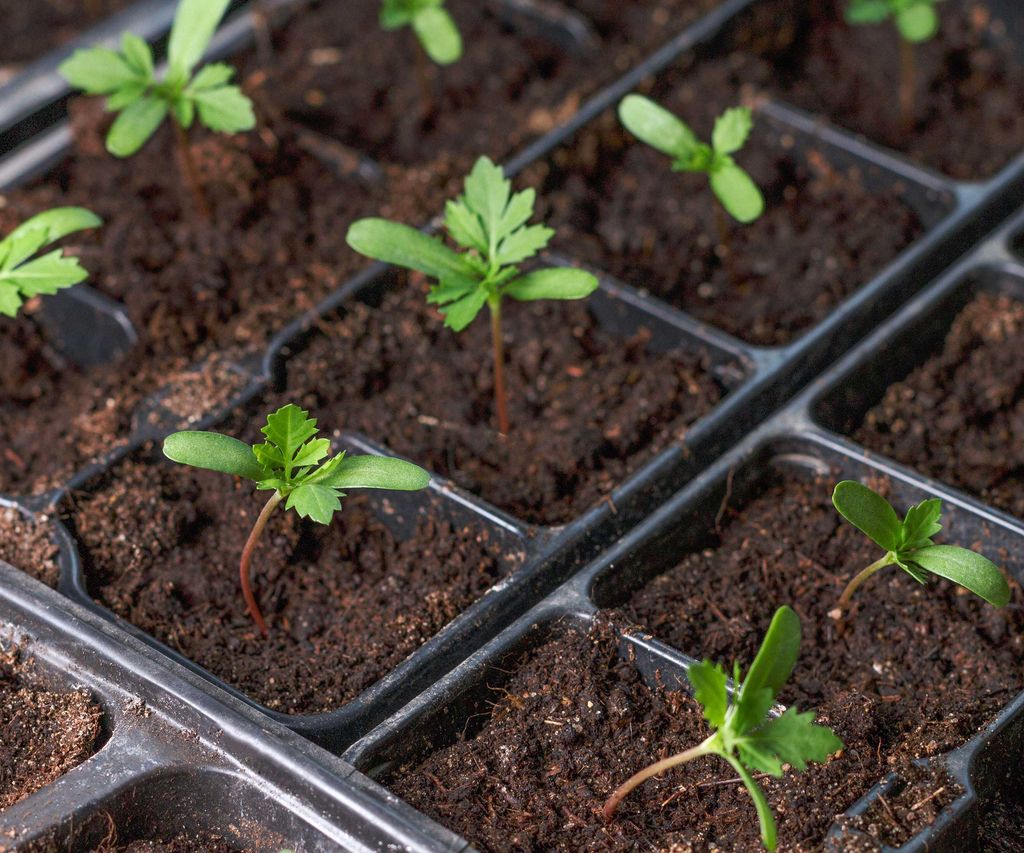 When should you start flower seeds indoors? | Homes and Gardens