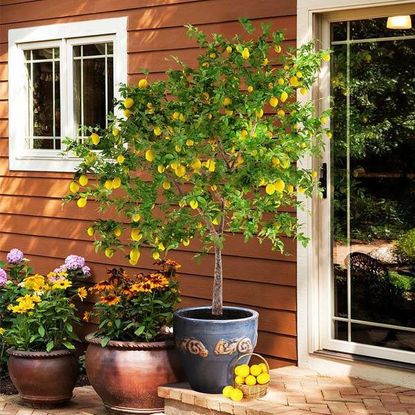 Fruit Trees in Pots — 10 Picks That Thrive in Containers | Livingetc