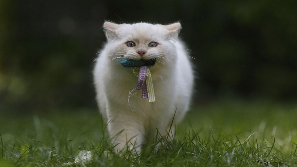 Cat breeds that act like dogs: 20 breeds with canine energy | PetsRadar