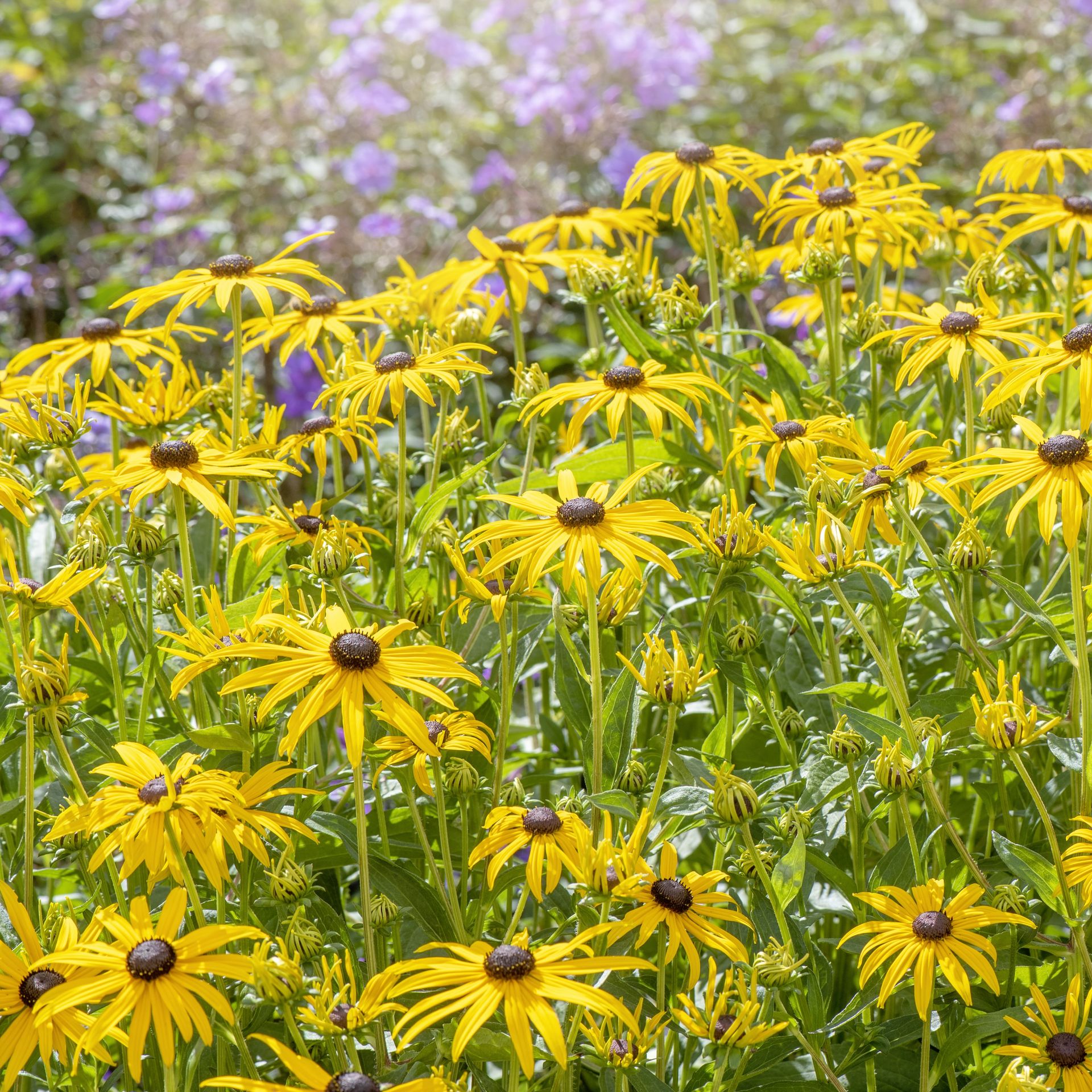 What are ditch plants? The invincible perennials you need | Homes and ...