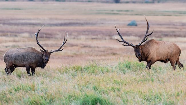 How to enjoy elk rutting season safely | Advnture
